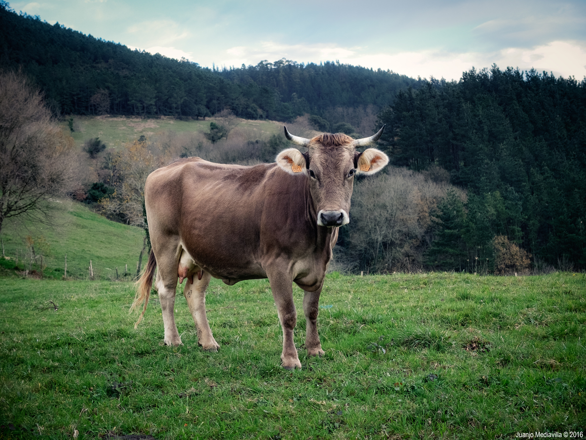 Vacas ~ Fotografía Juanjo Mediavilla