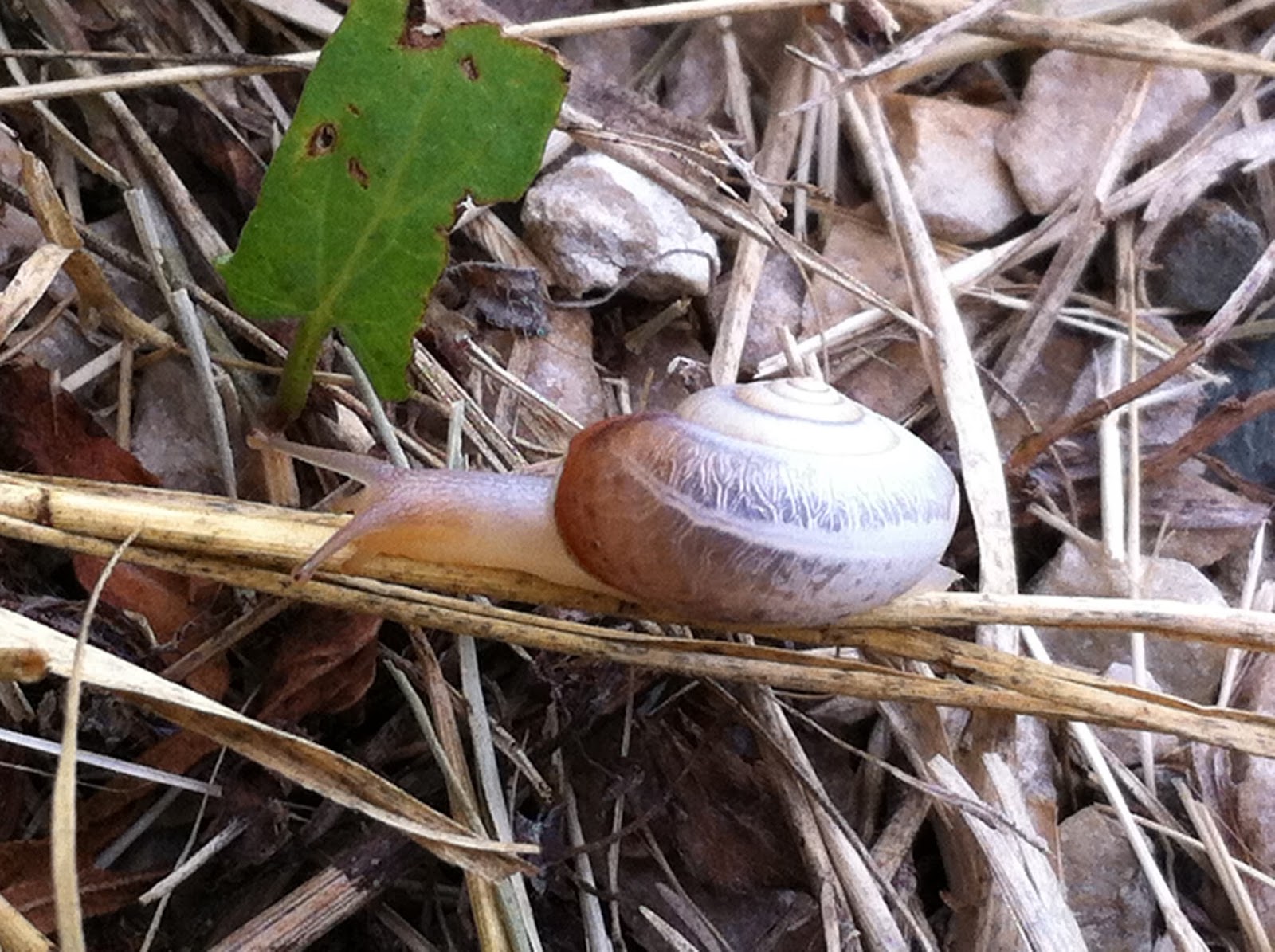 Atelierul de icoane pe sticla: Ce va face melcul