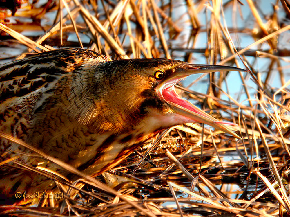 Naturaleza y Fotografía: Avetoro común - Botaurus stellaris - Great Bittern
