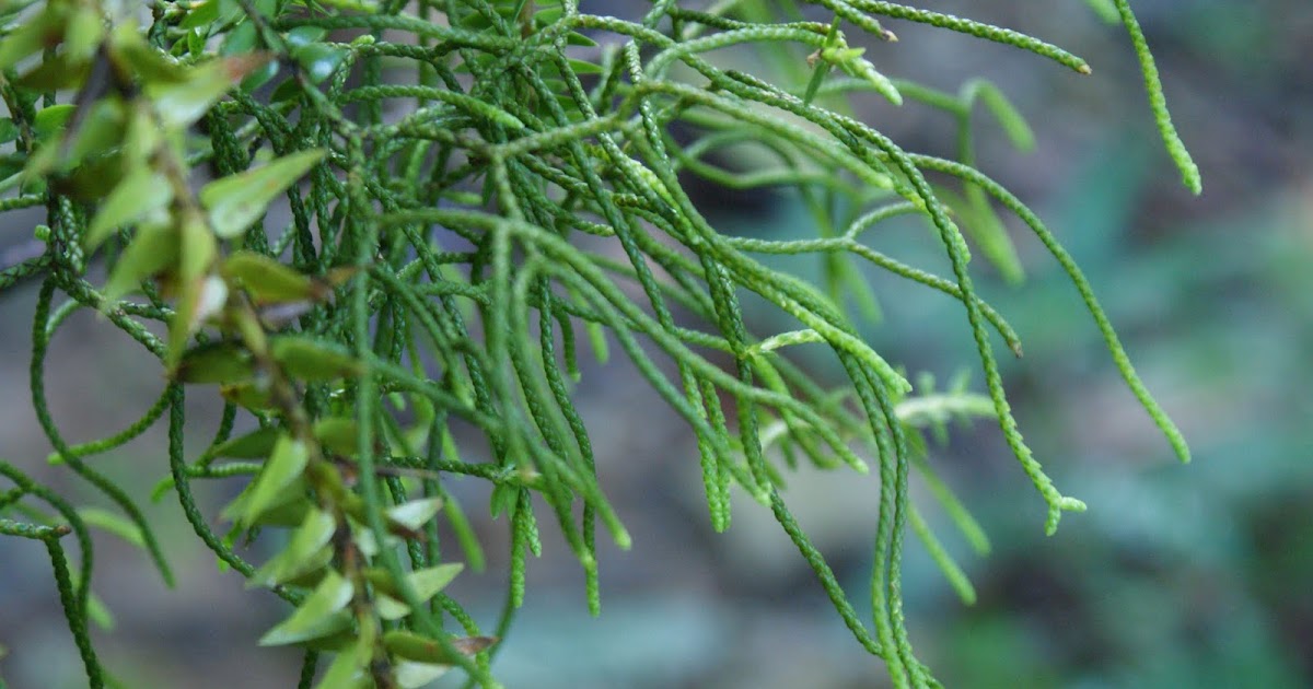 Secrets of PLANT WORLD: SEL PARENKIMA