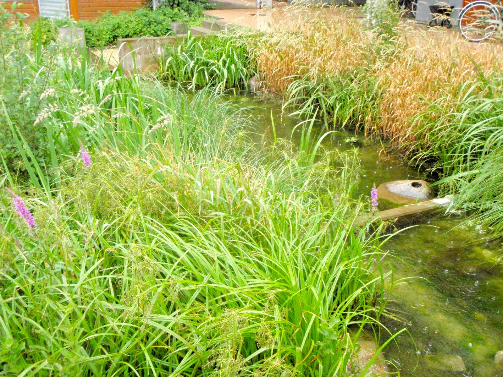 Sustainable Design: Bioswales, canals, and drainage, oh my!