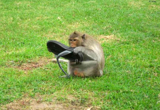 Freelance Flaneur: Monkeytropolis