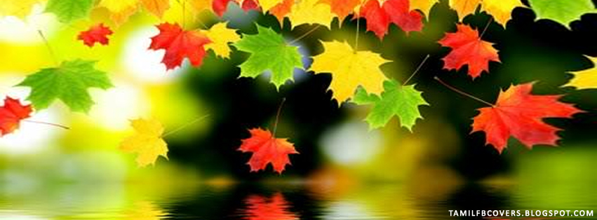 My India FB Covers: Autumn leaves - Nature FB Cover