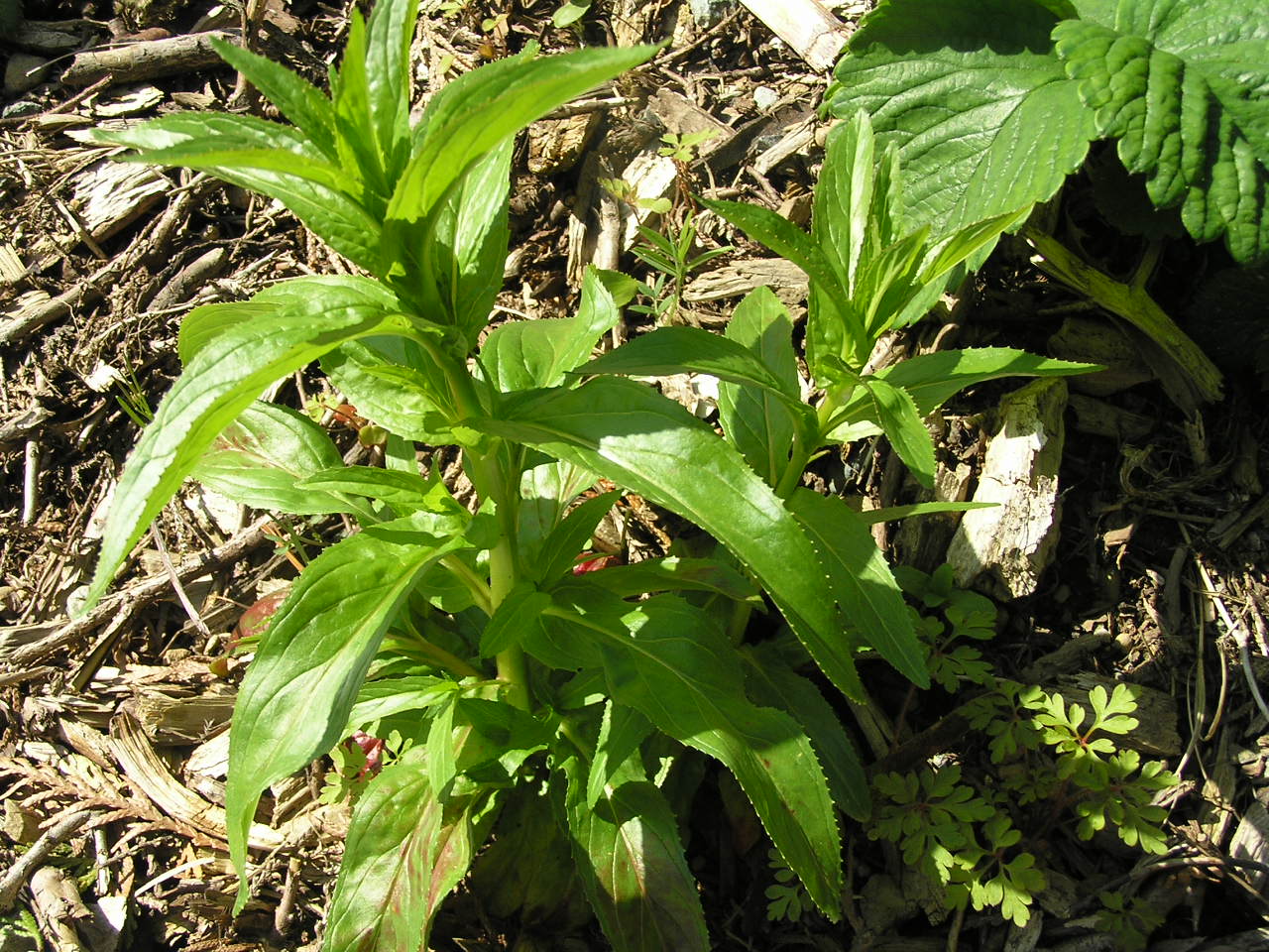 Identifying And Harvesting Edible Weeds In The Garden - A Life Unprocessed