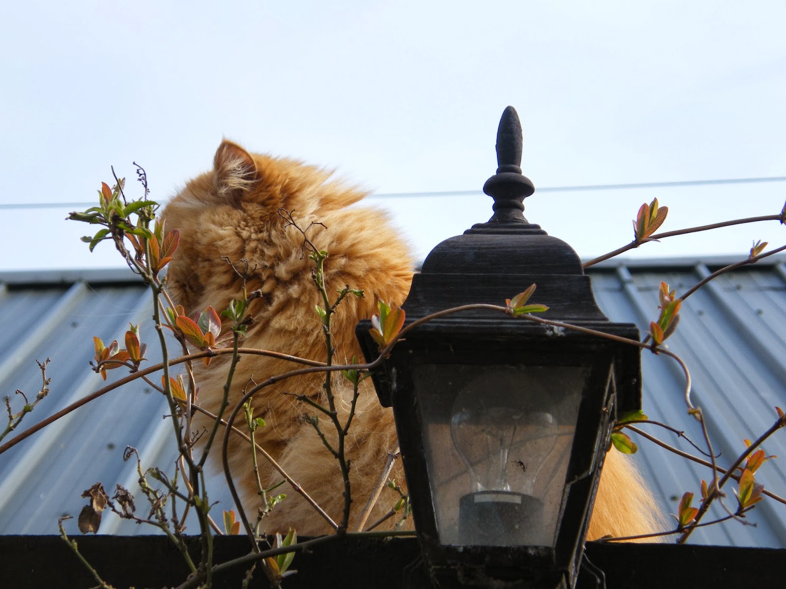Angel Ginger Jasper: Our tribute : Farewell our beautiful sweet boy xxxxx