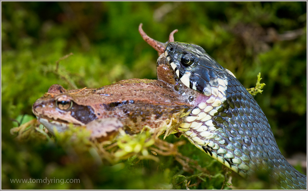 TOM DYRING WILDPHOTO / NN: DØDENS ESTETIKK / DEADLY BEAUTY