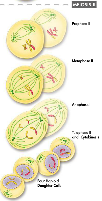 Prophase 2 Meiosis