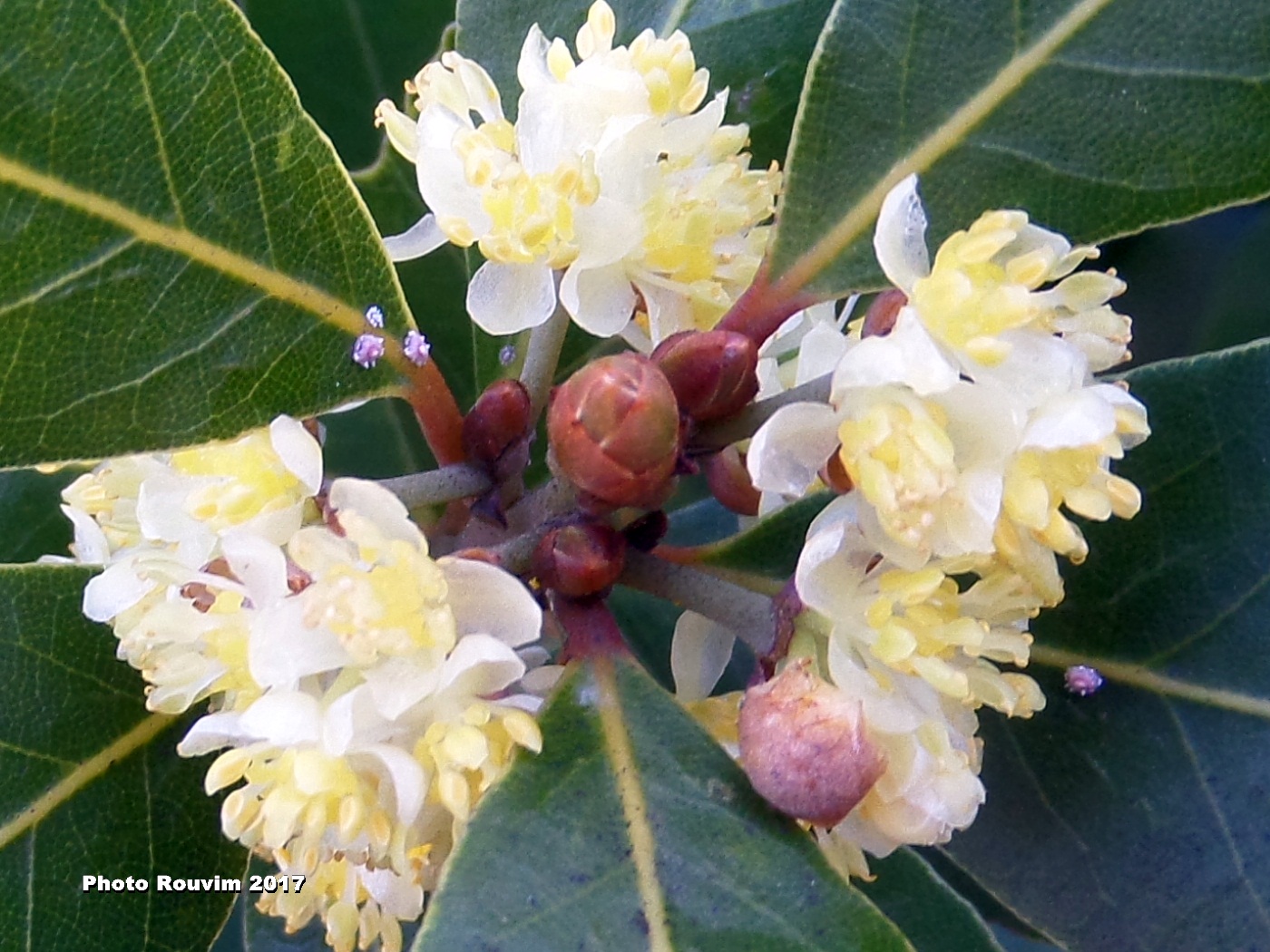 ΡΟΔΟΣυλλέκτης: Δάφνη: Ένα αρωματικό φυτό με θεραπευτικές δράσεις ...