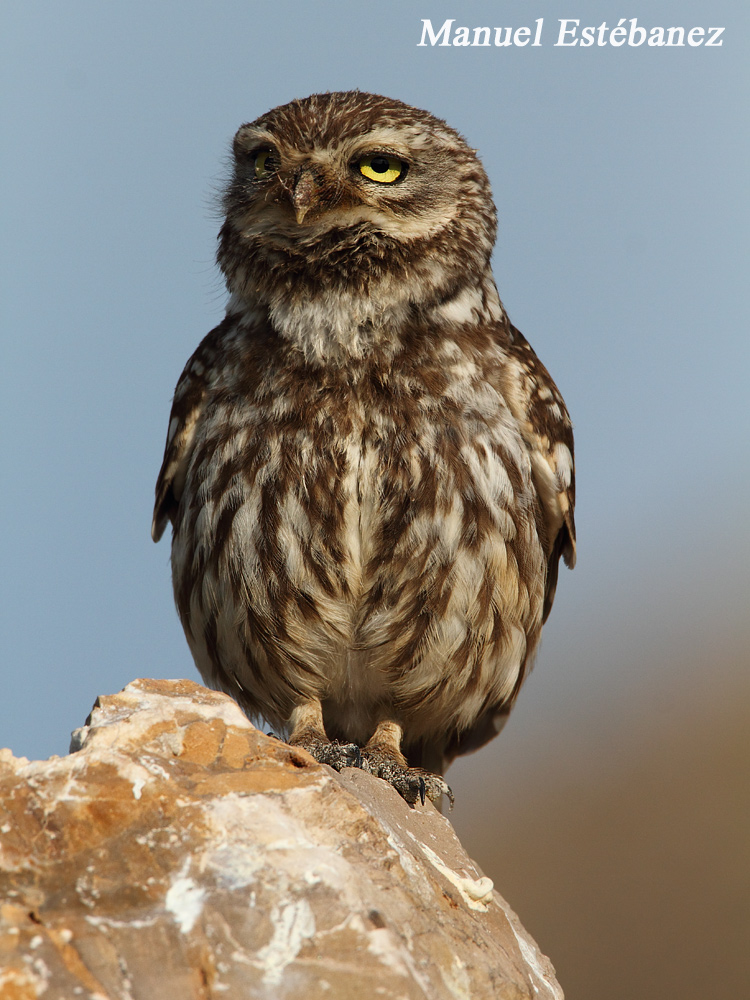 Miradas Cantábricas: Mochuelo europeo (Athene noctua)