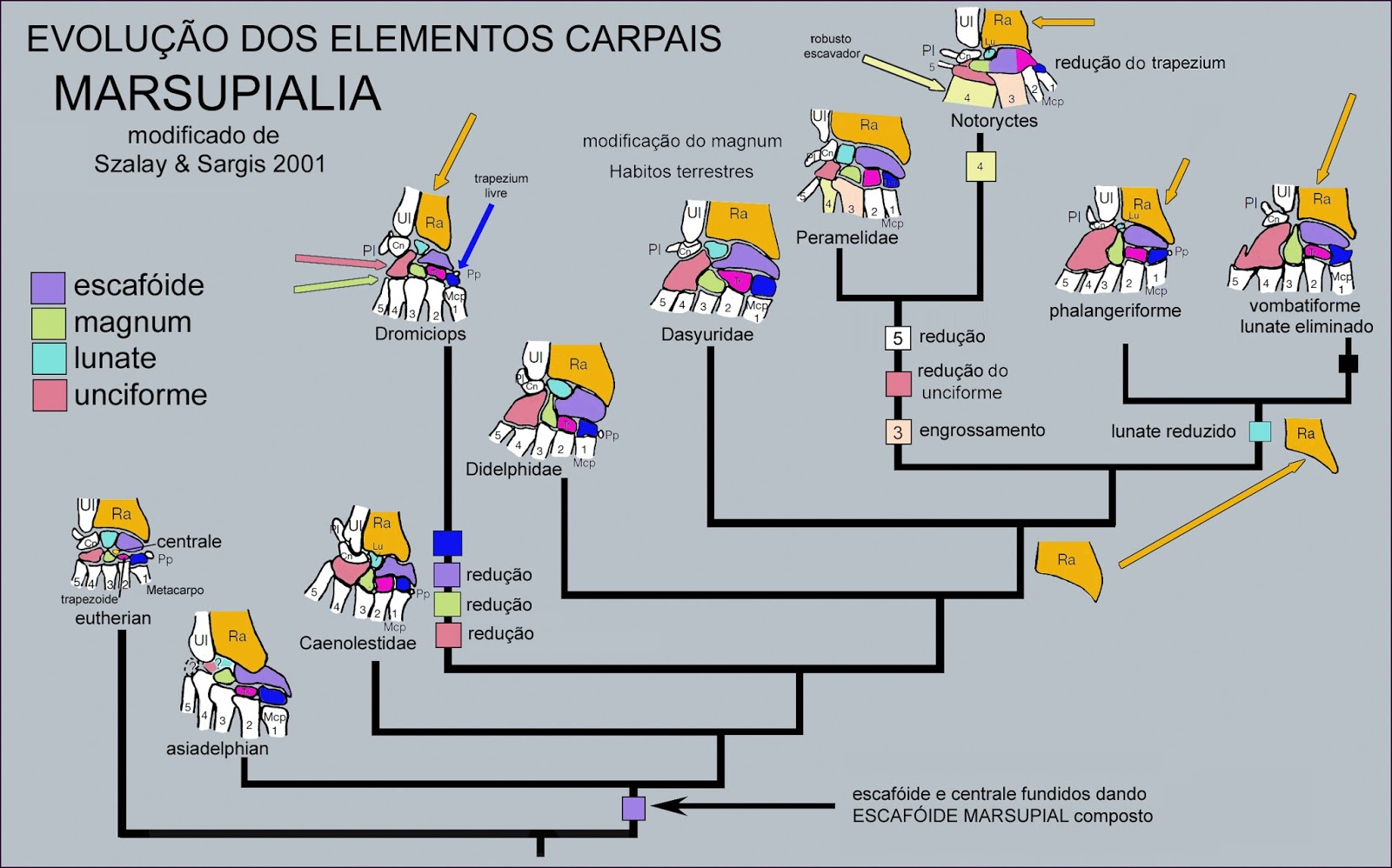 "A EVOLUÇÃO DOS MAMÍFEROS" THE Evolution OF THE MAMMALS: MARSUPIAL ...