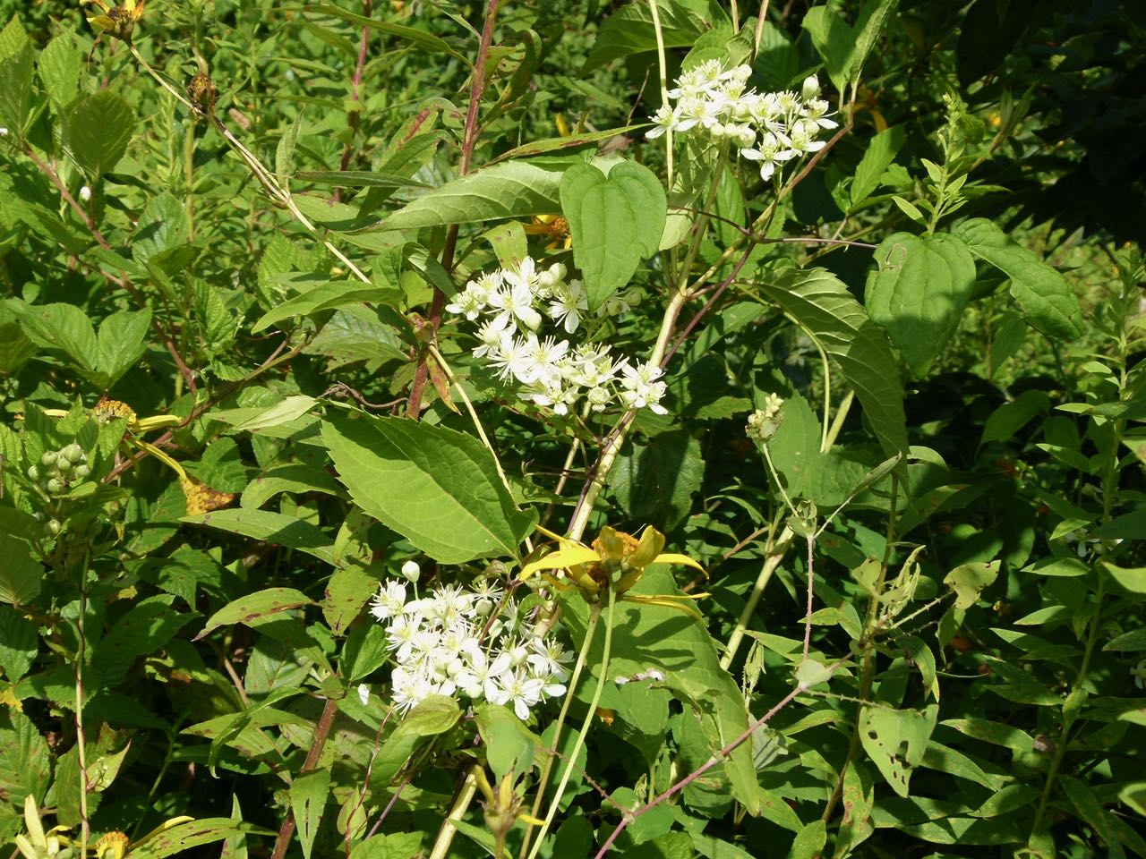 BeautifulNativePlants: More Love for Native Vines