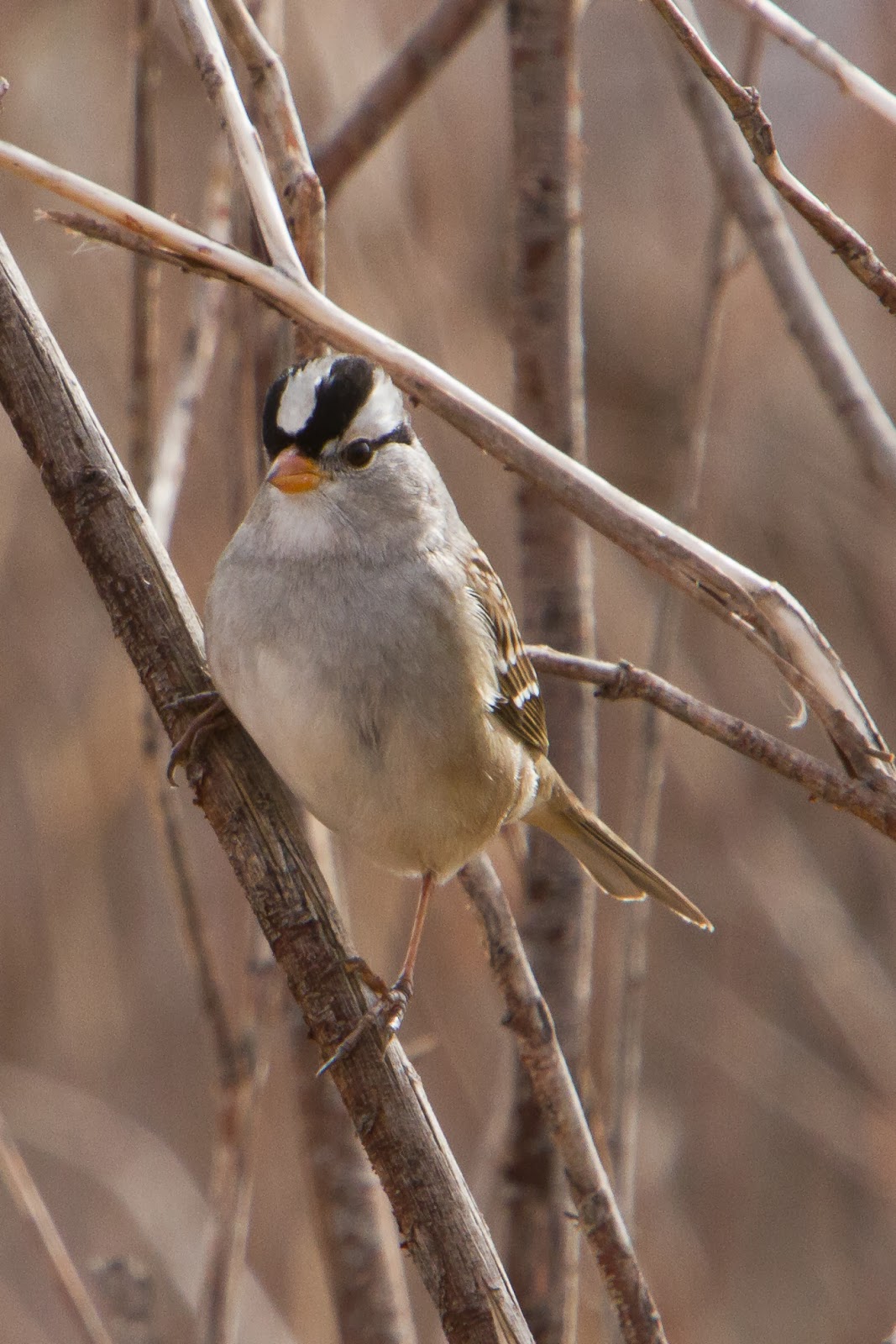 NatureWatch: The Simple Beauty of Sparrows