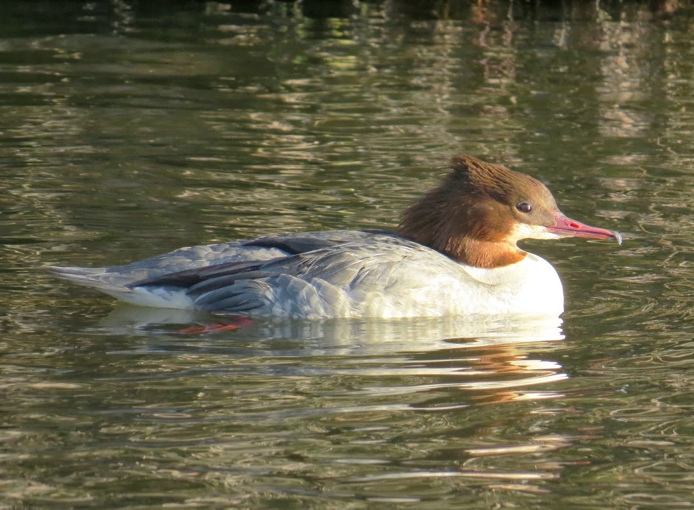 Dannysbirds: Dowley Gap Goosanders