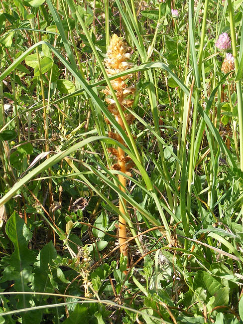 Loire Valley Nature: Broomrapes - Orobanche spp