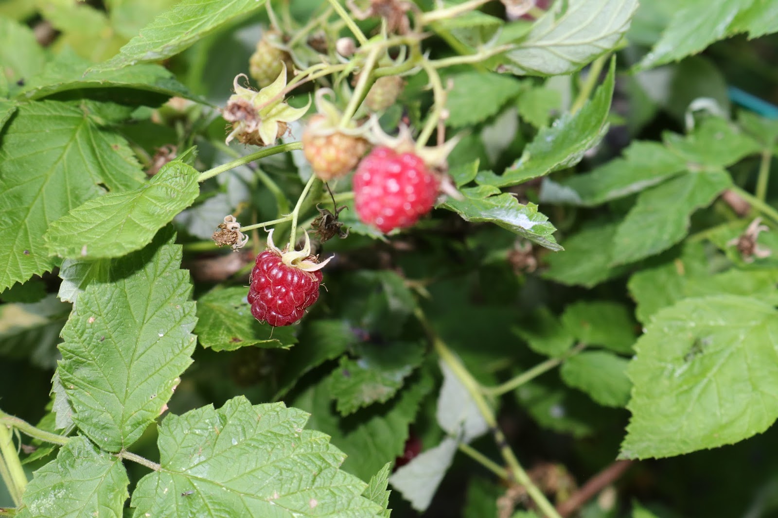 BASIL BECKY..... Gardening from the Heart: Happy Hour in the Berry Patch