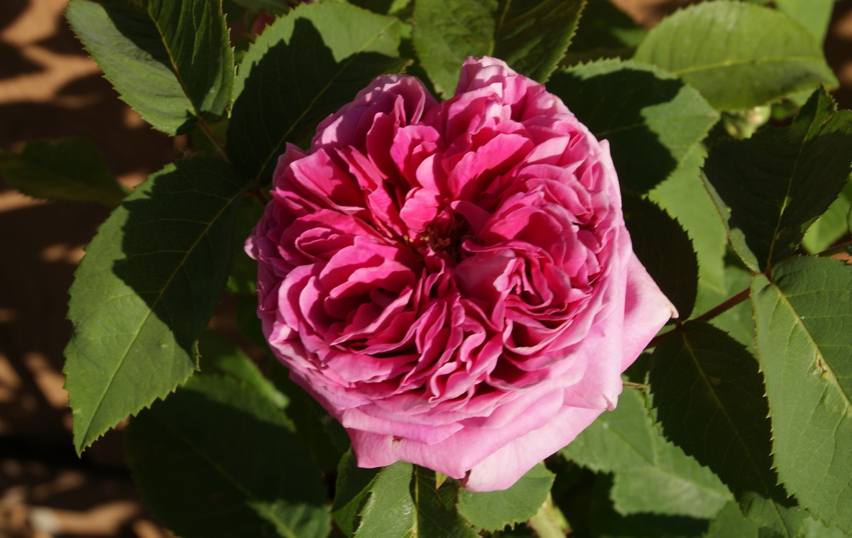 Organic Garden Dreams: June Roses