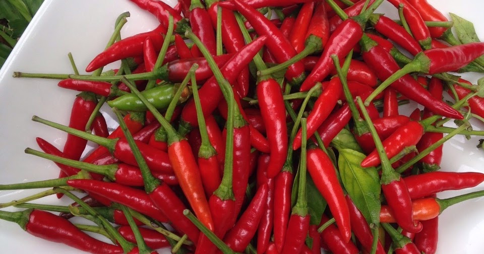 Costa Rica Invest: Thai Chilli Peppers