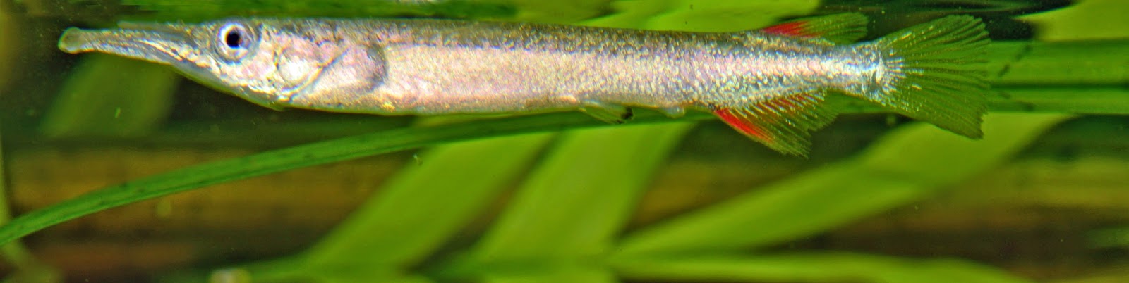 Studio Kwaak: Dermogenys pusillus - halfsnavelbekje.