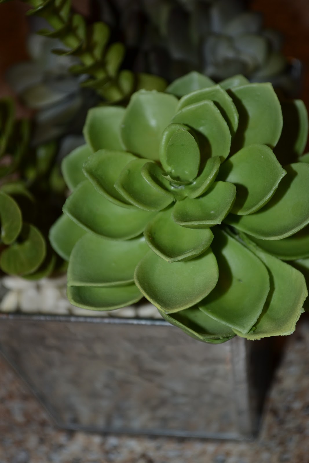 Your Little Birdie: Simple Succulents