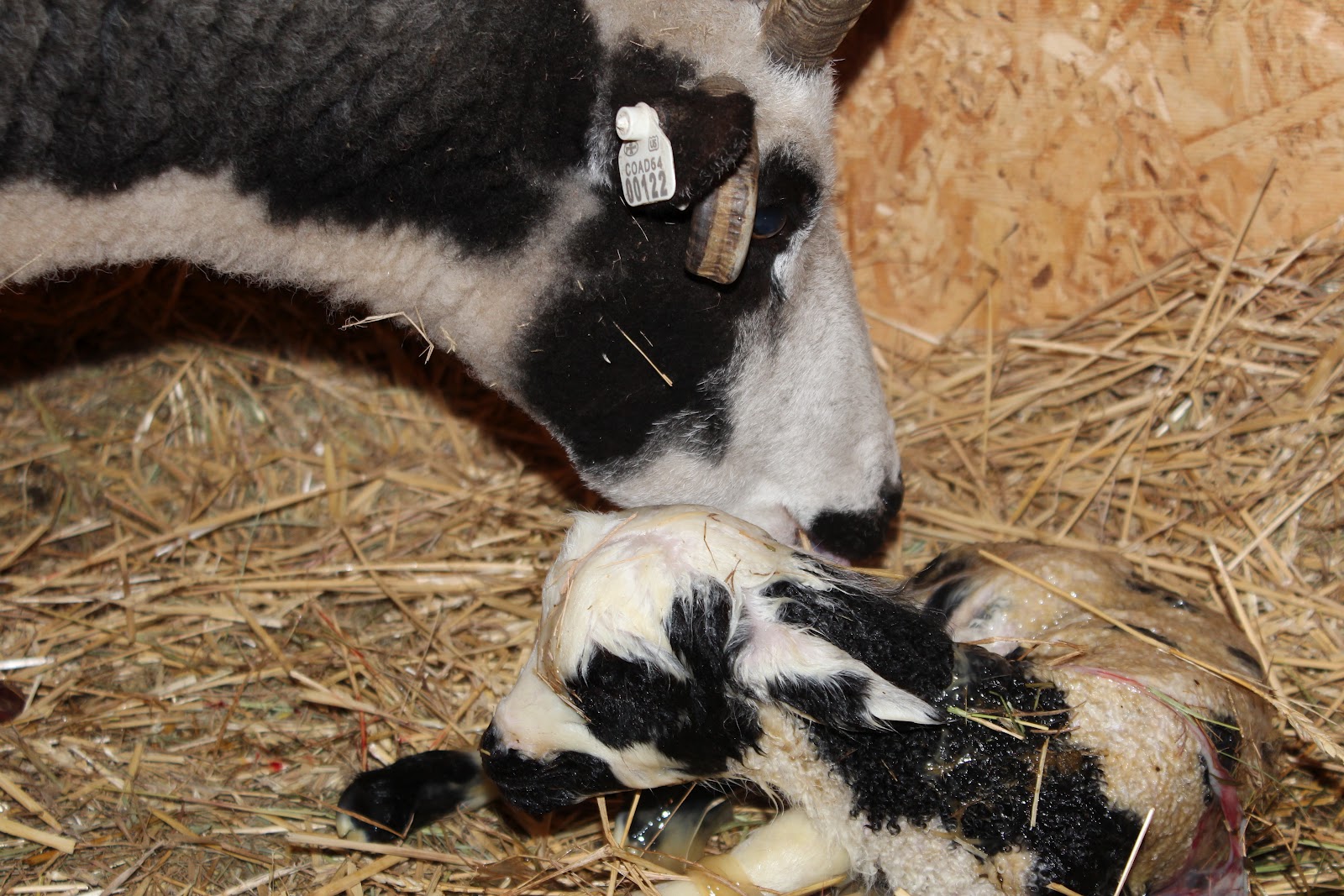 Lambs!!! (the birthing)