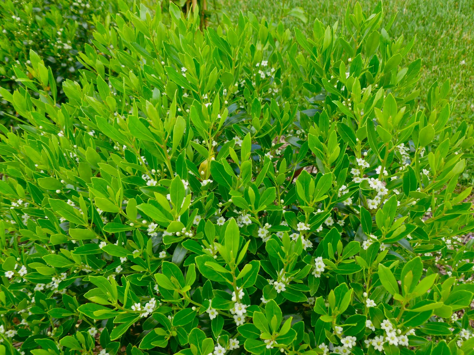 Plant Inventory: Ilex / Inkberry