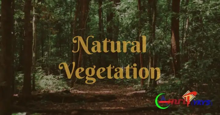 Importance of Natural Vegetation in our life. | Causes, Effects and ...