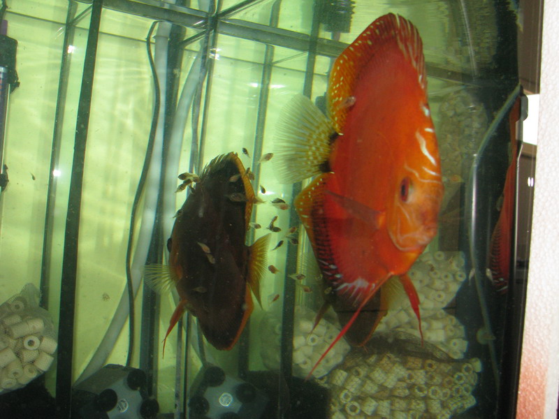 milloske-discus: Uparivanje i mrest riba