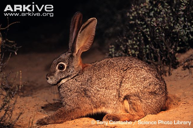 Riverine Rabbit