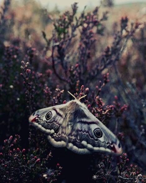 Memorias de una Dama Blanca: Falenas