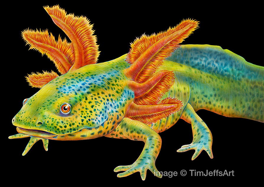 Tim Jeffs Art: Color Drawings