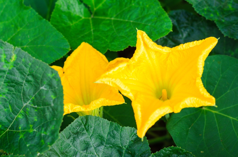 10 Health Benefits Of Pumpkin Leaves You Should Know 10-health-benefits-of-pumpkin-leaves-you-should-know