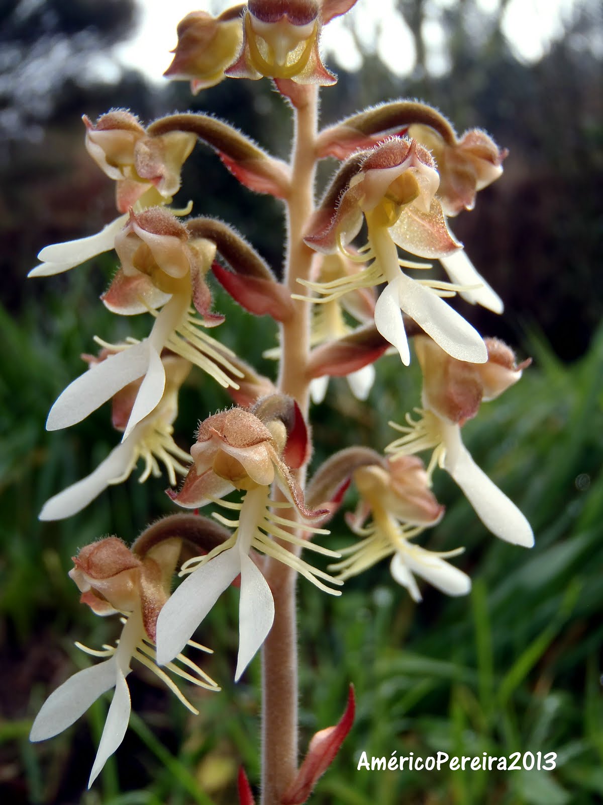 Orquídeas soltas: Anoectochilus formosanus