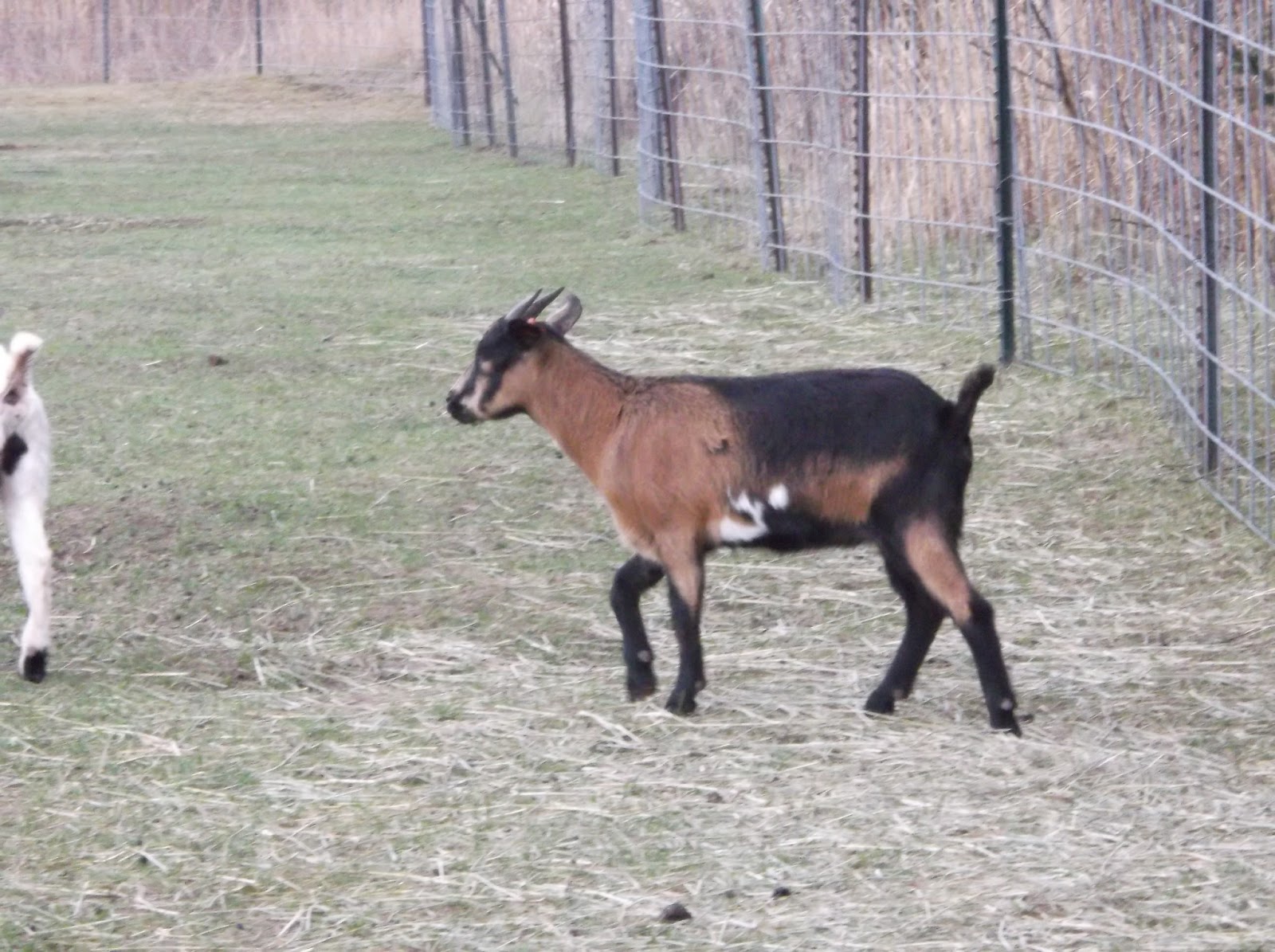 Tye Dye Acres: Fainting Goat Colors and Patterns!