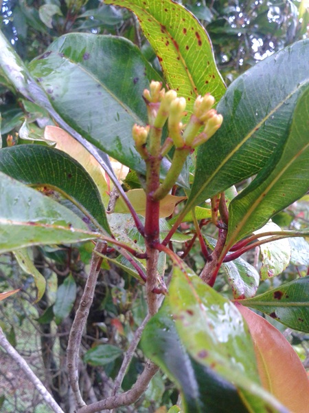 Panduan Teknis Budidaya Tanaman Cengkeh (Syzygum aromaticum ...