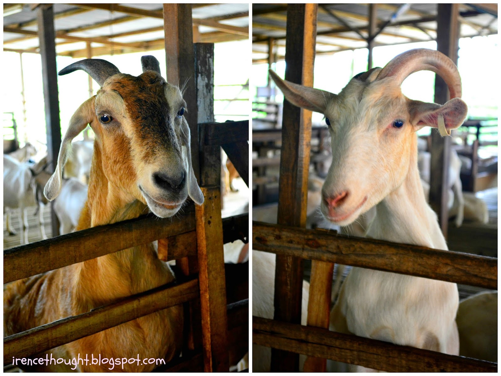 irence ღ thought : [马来西亚：居銮] Kluang UK Farm 休闲农场 Part 1