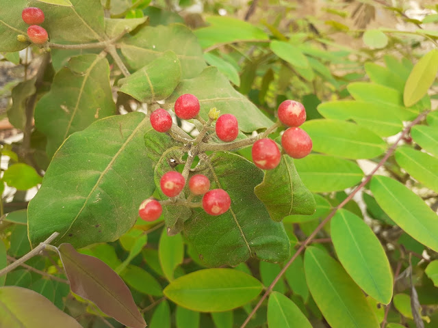 Plant Lovers: Patal Garuda