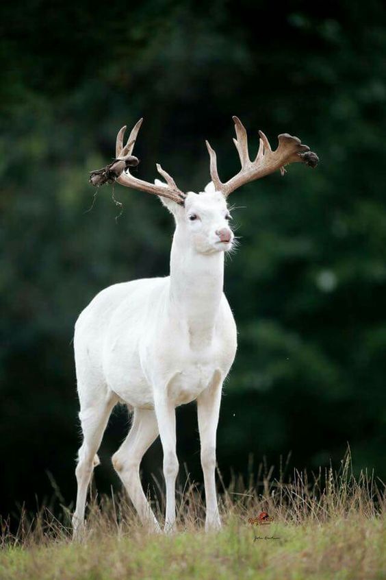 A-Z List of 125 Rare Albino Animals [Pics] - Our World Stuff