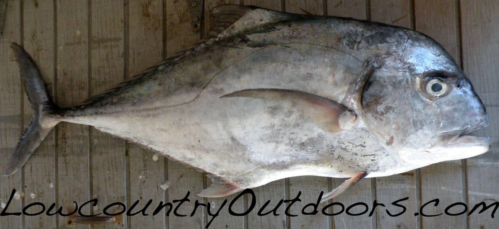 Lowcountry outdoors: New S.C. State Record African Pompano