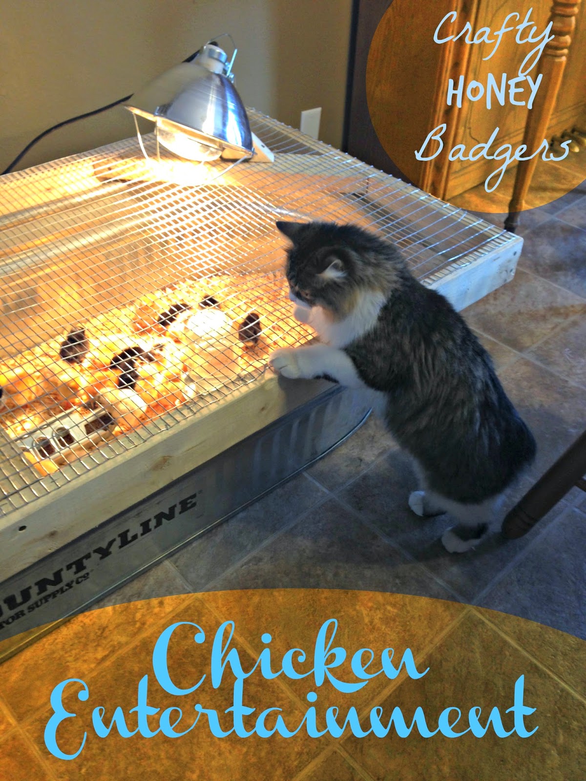 Crafty Honey Badgers: Time flys when you're watching chickens grow