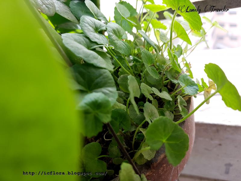 Thankuni - Centella asiatica