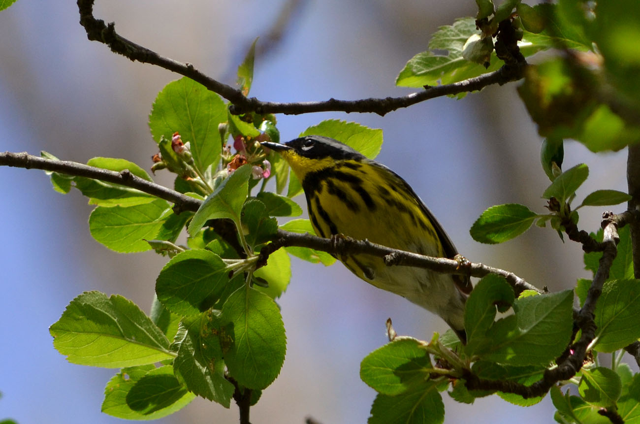 Woods Walks and Wildlife: A May Bird Bouquet