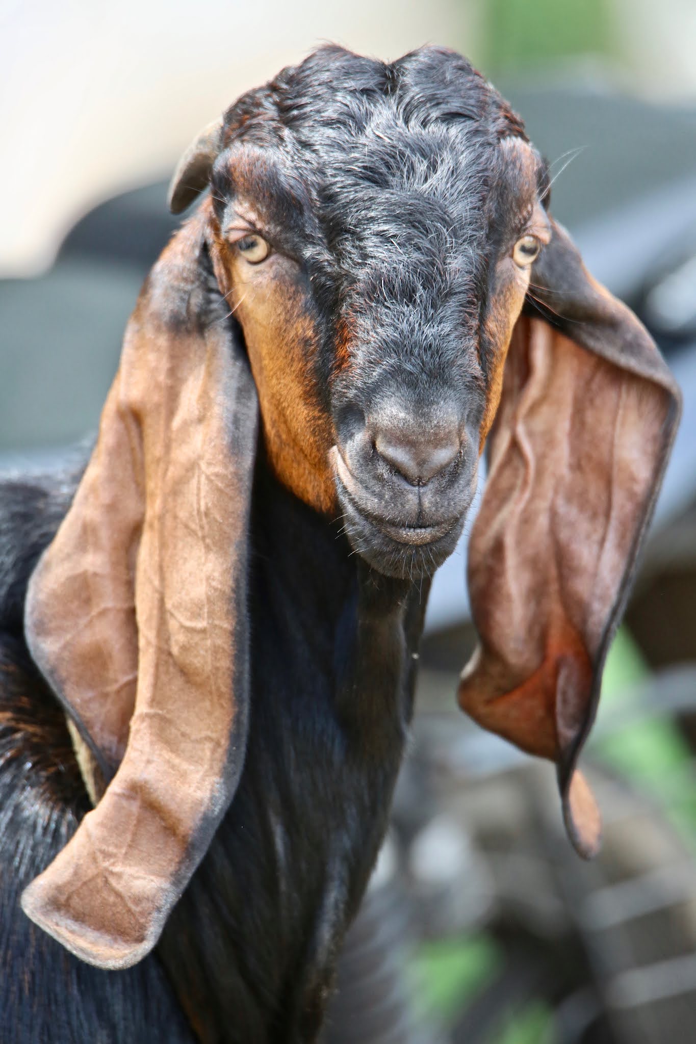 Jamunapari Goats