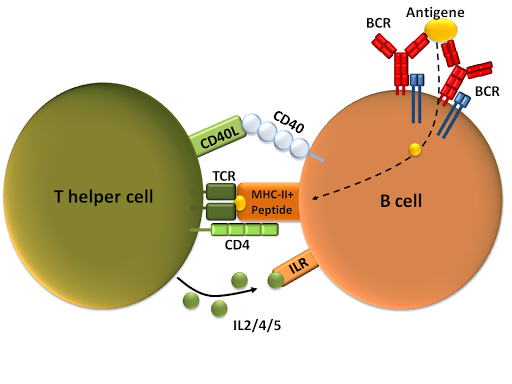 McQs on T cell Development & Activation: Immunology