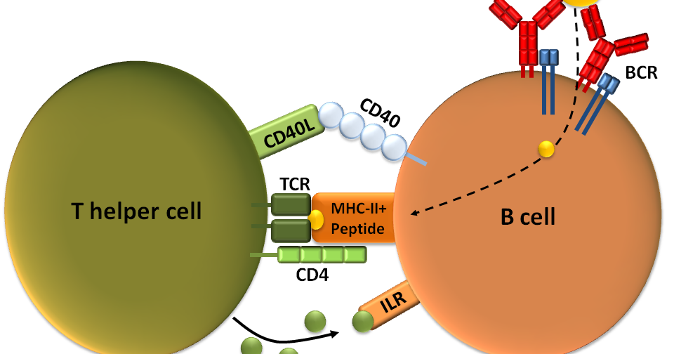 McQs on T cell Development & Activation: Immunology