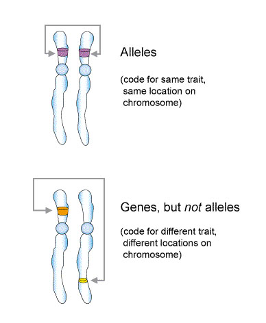 Instituto INADE: GEN
