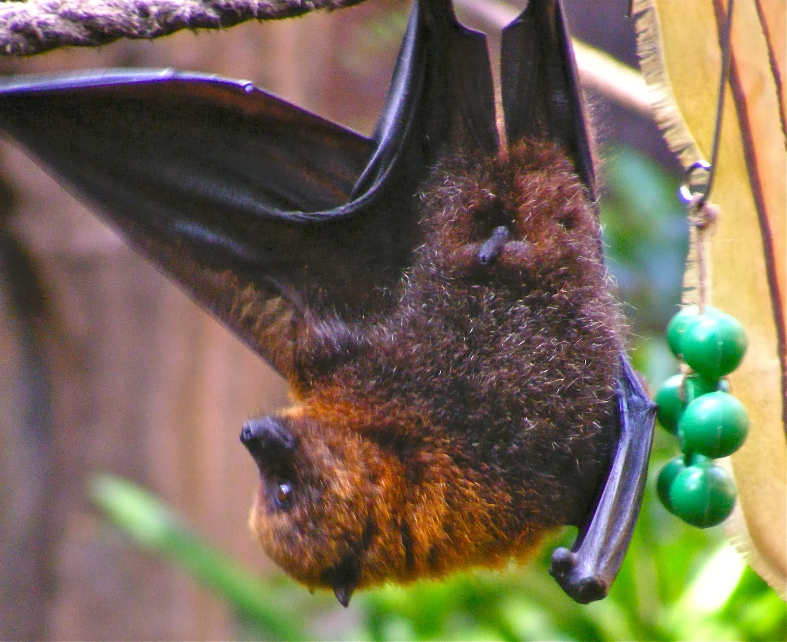 Safari Mike: Malayan Flying Foxes
