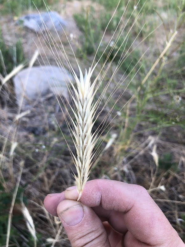 Mountain Edibles: Secale cereale