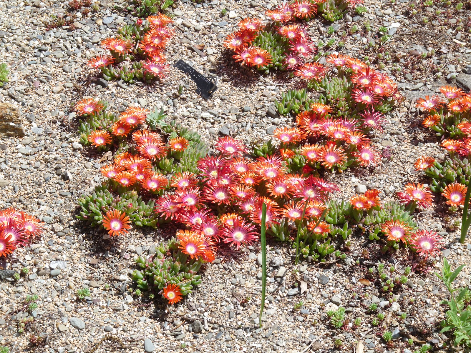 A not so simple garden: Fire and Ice(plants)