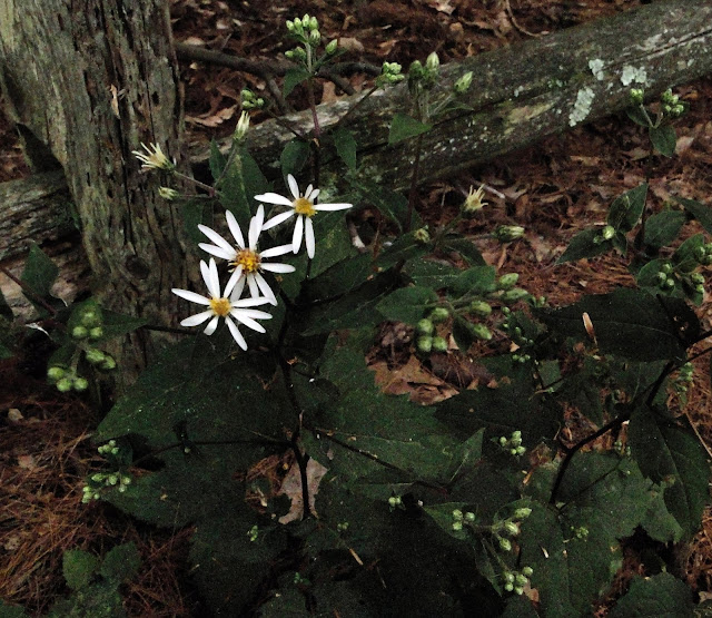 Rach's Wildflower Images: Flat-Topped Aster