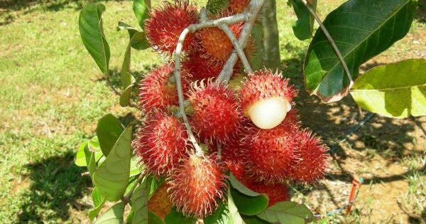 Cara Budidaya Bibit Pohon Rambutan - Milano Ruus